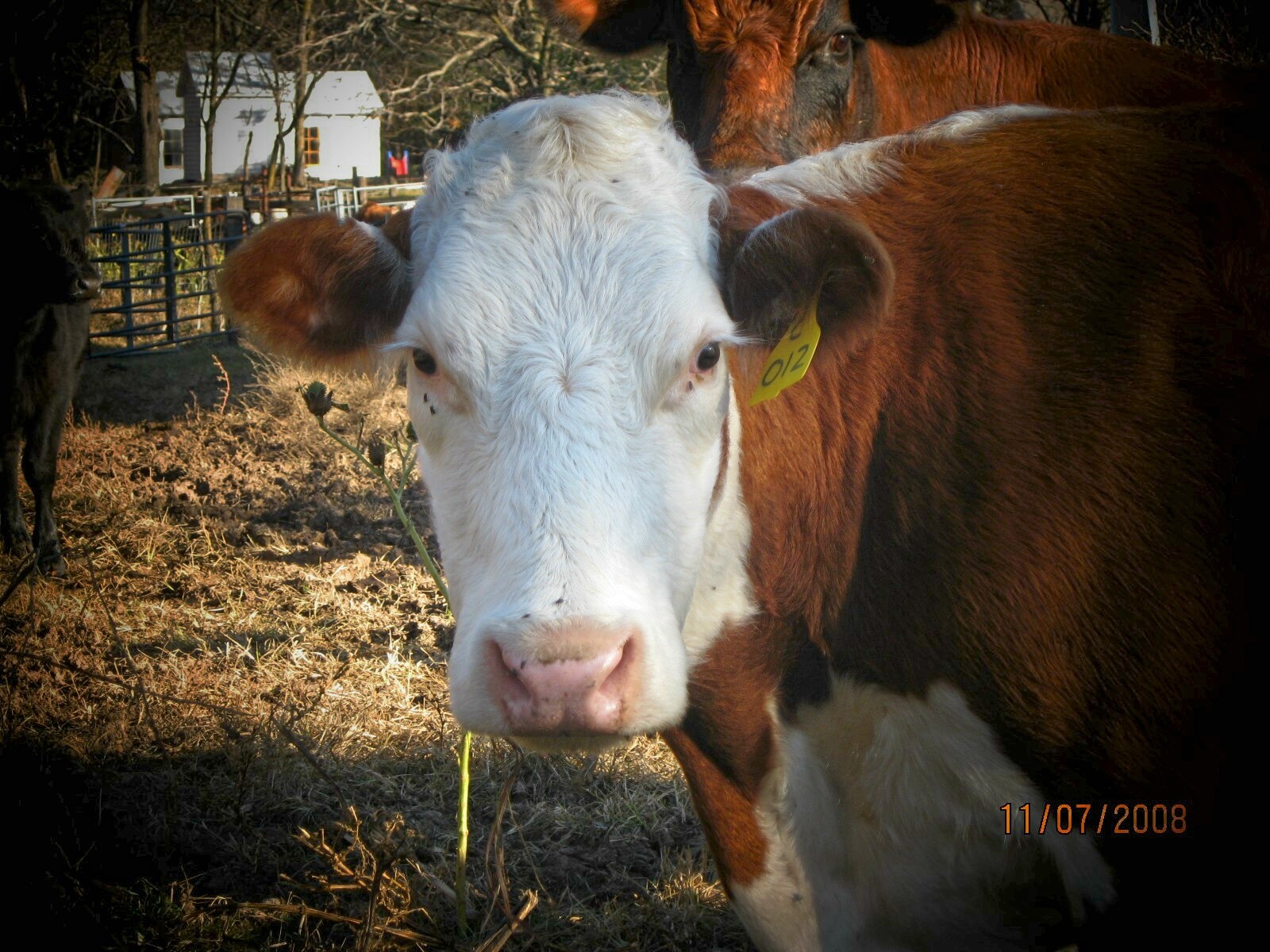 Johnstown Farm | Grass Finished Beef, Farm Fresh Eggs & Agriculture ...